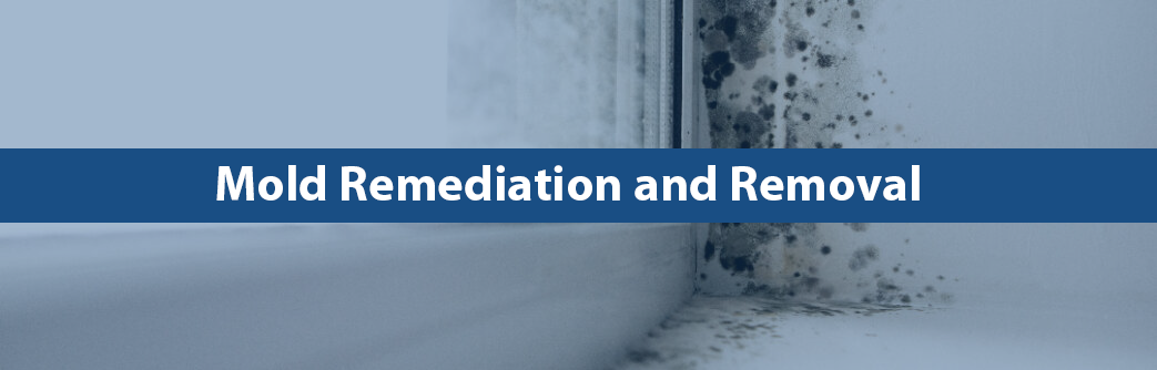 Mold Remediation and Removal Services